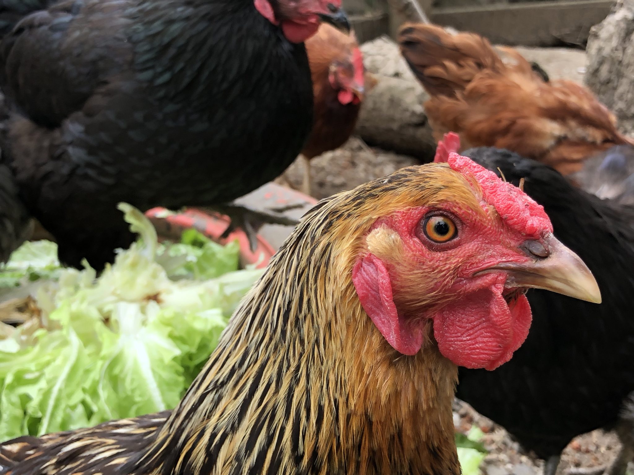 Chickens – Yellow Cottage Homestead