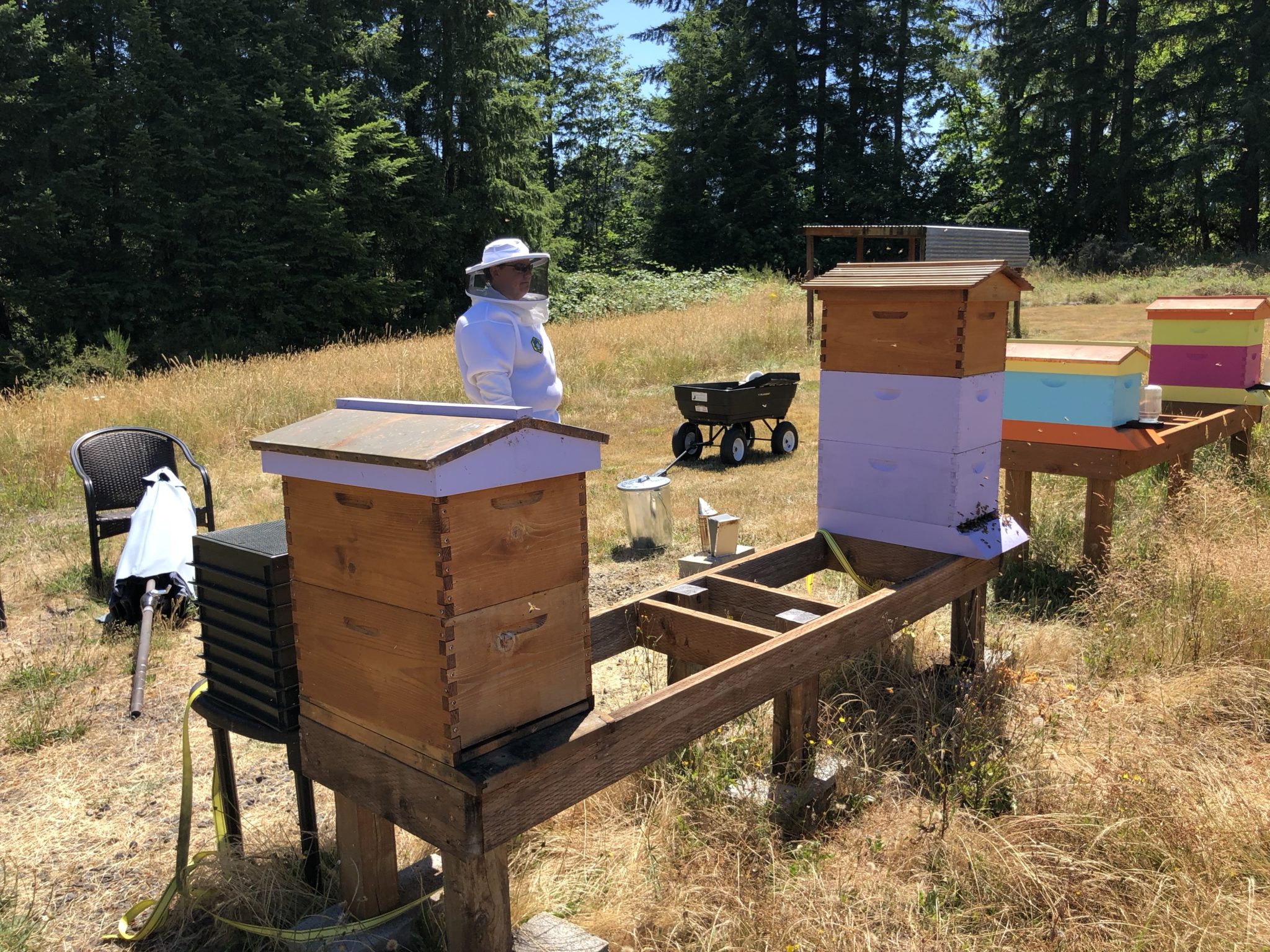 Bee successes and failures – Yellow Cottage Homestead