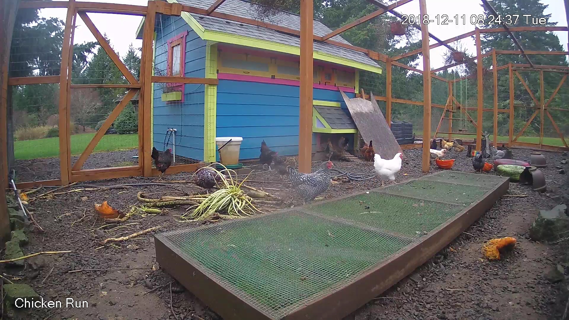 Chickens morning – Yellow Cottage Homestead