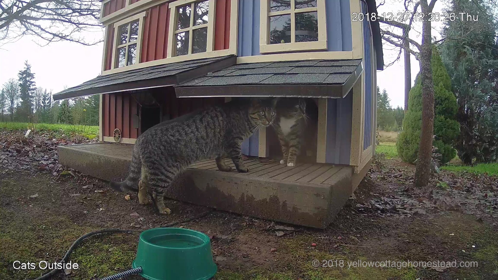 Cat update: goodbye 2018 – Yellow Cottage Homestead