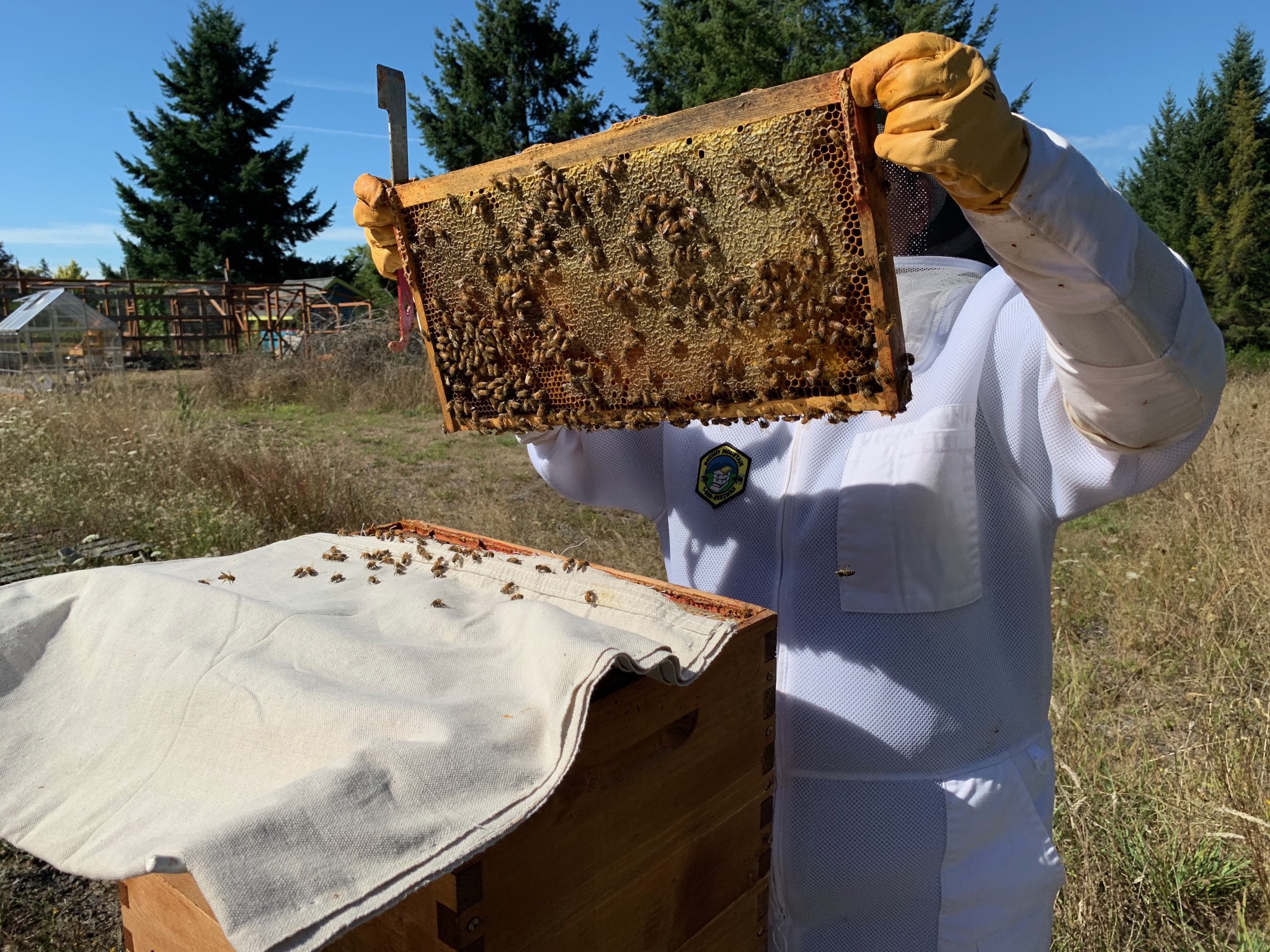 Beehive inspection with cloths – Yellow Cottage Homestead