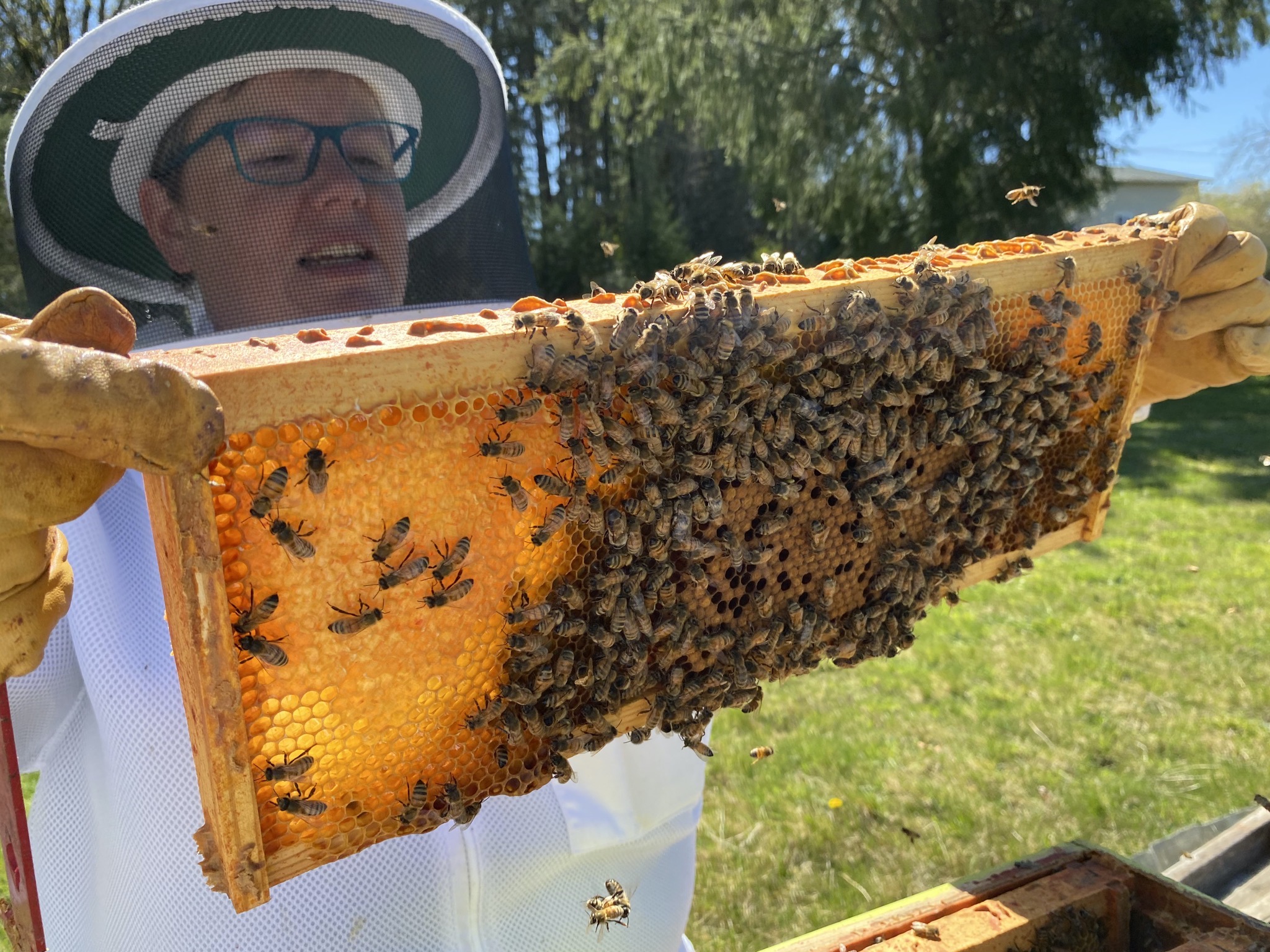 First beehive inspection of 2020 – Yellow Cottage Homestead