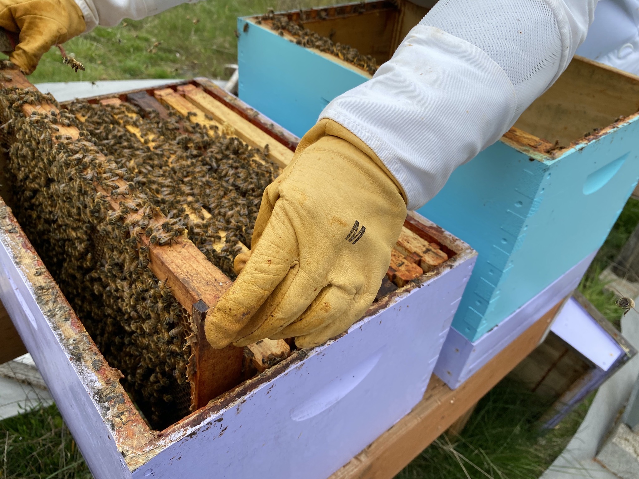 Second beehive inspection of 2020 – Yellow Cottage Homestead