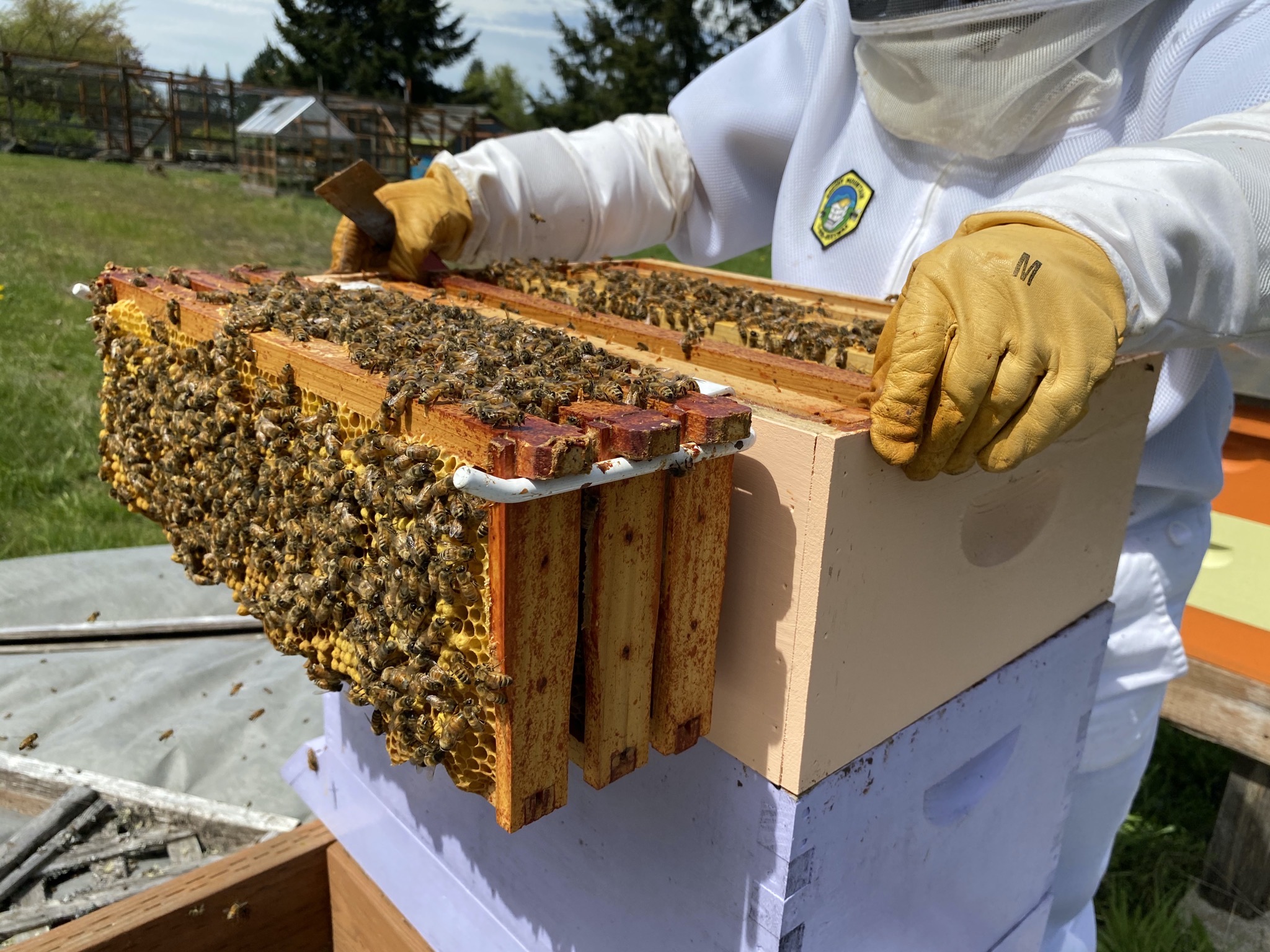 Third beehive inspection of 2020 – Yellow Cottage Homestead